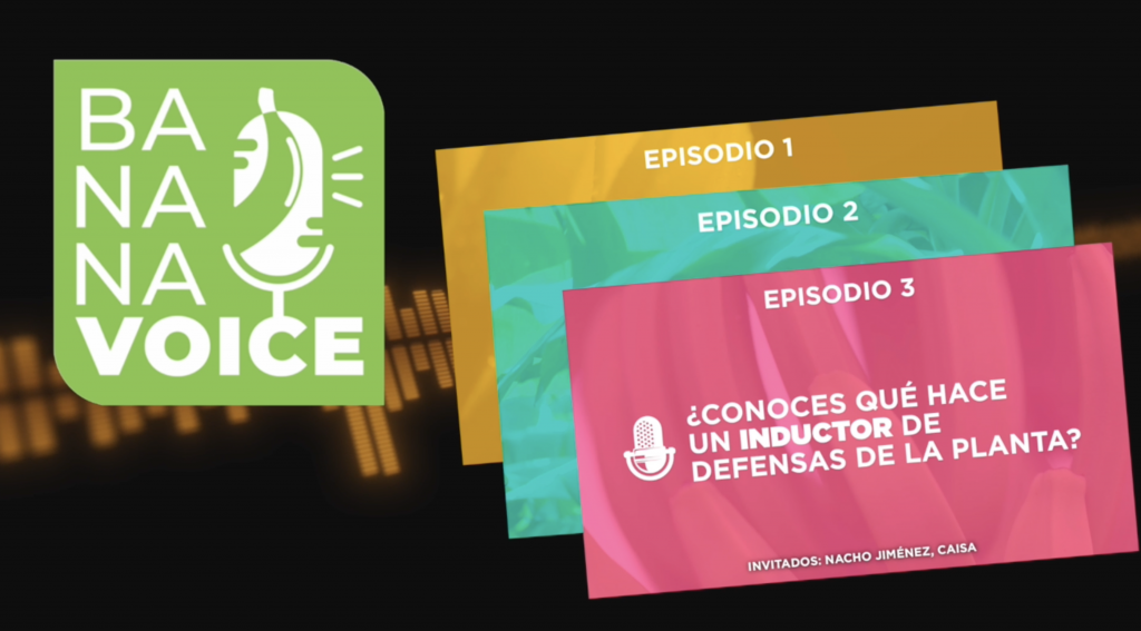 Banana Voice, un podcast con vivencias reales. - Yizus